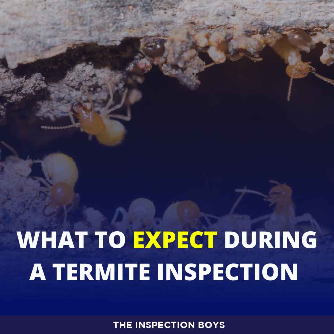 Understanding Termite Inspections: Essential Guide For Nassau County ...
